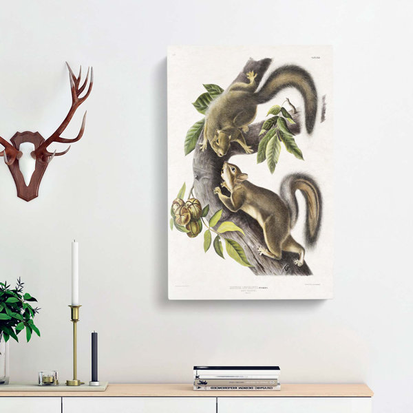 East Urban Home Hare Squirrels by J.W. Audubon - Wrapped Canvas Painting | Wayfair.co.uk
